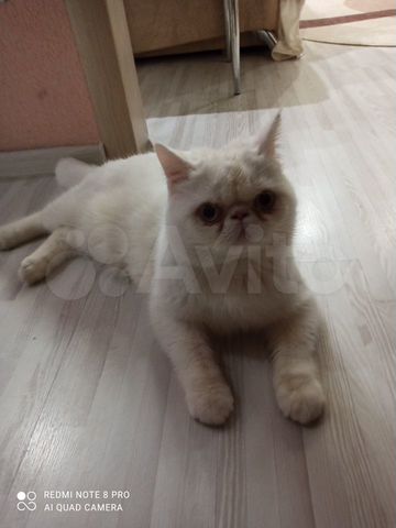 Кот экзот голубоглазый