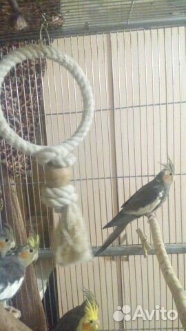 Птенцы корелла