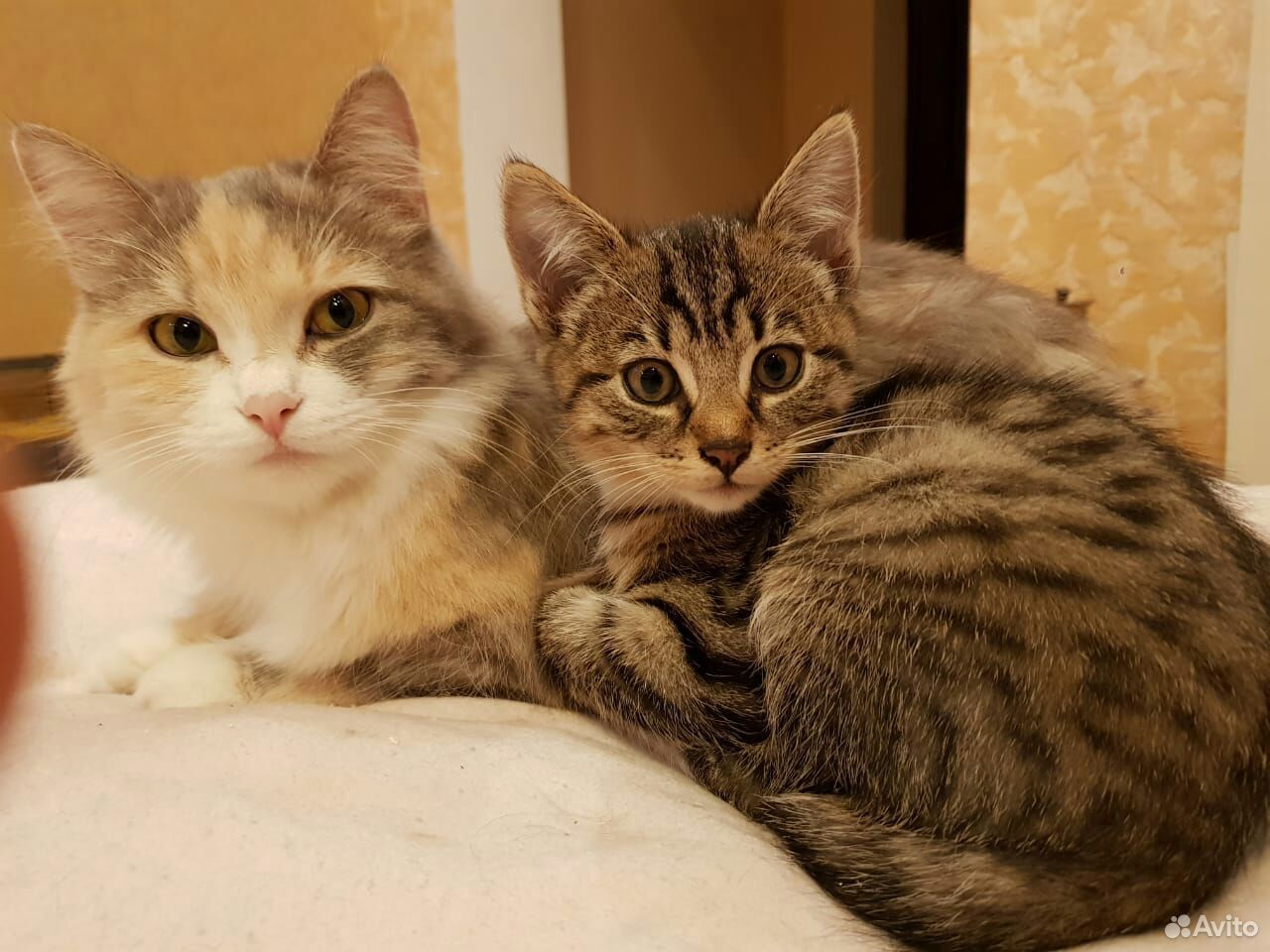 Котёнок окраса Табби