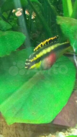 Пельвикахромис пульхер,самец скалярии