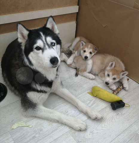 Сибирский хаски