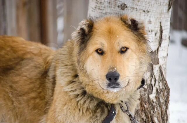 Торри в добрые руки