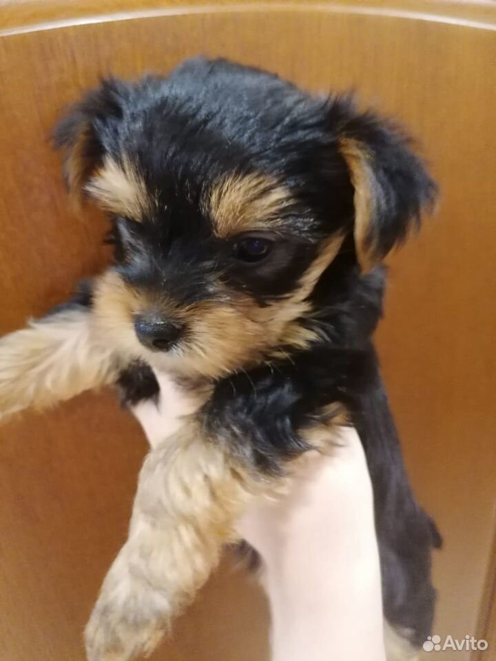 Йоркширский терьер