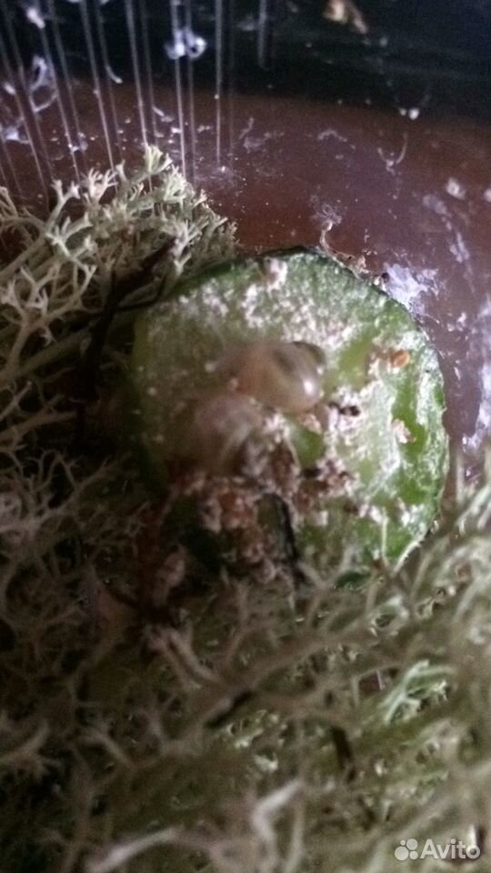 Улитки ахатины