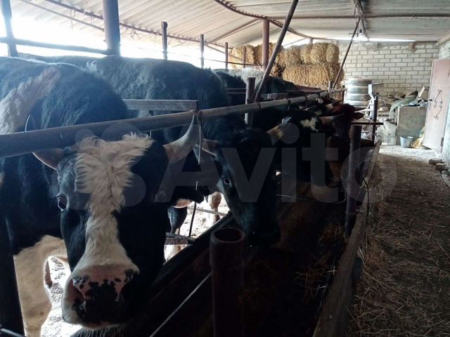 Бычки откормочные